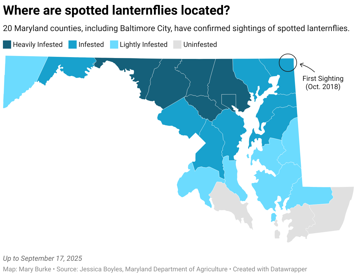 Spotted Lanternflies in Maryland: What You Can Do Now | Source of the ...