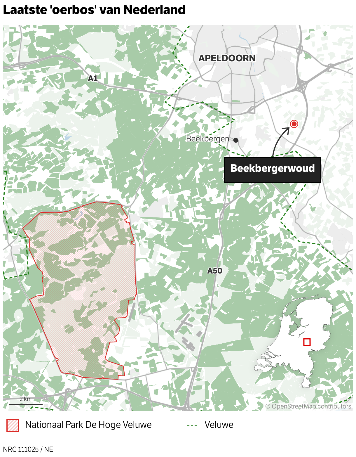 Van dit oerbos werden in de 19de eeuw sigarenkistjes gemaakt. Nu is het ...