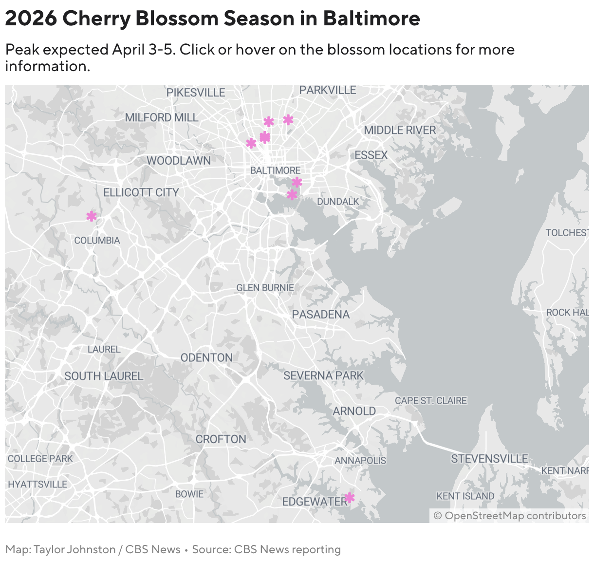 Cherry blossoms reach peak bloom around Baltimore, map shows where to ...